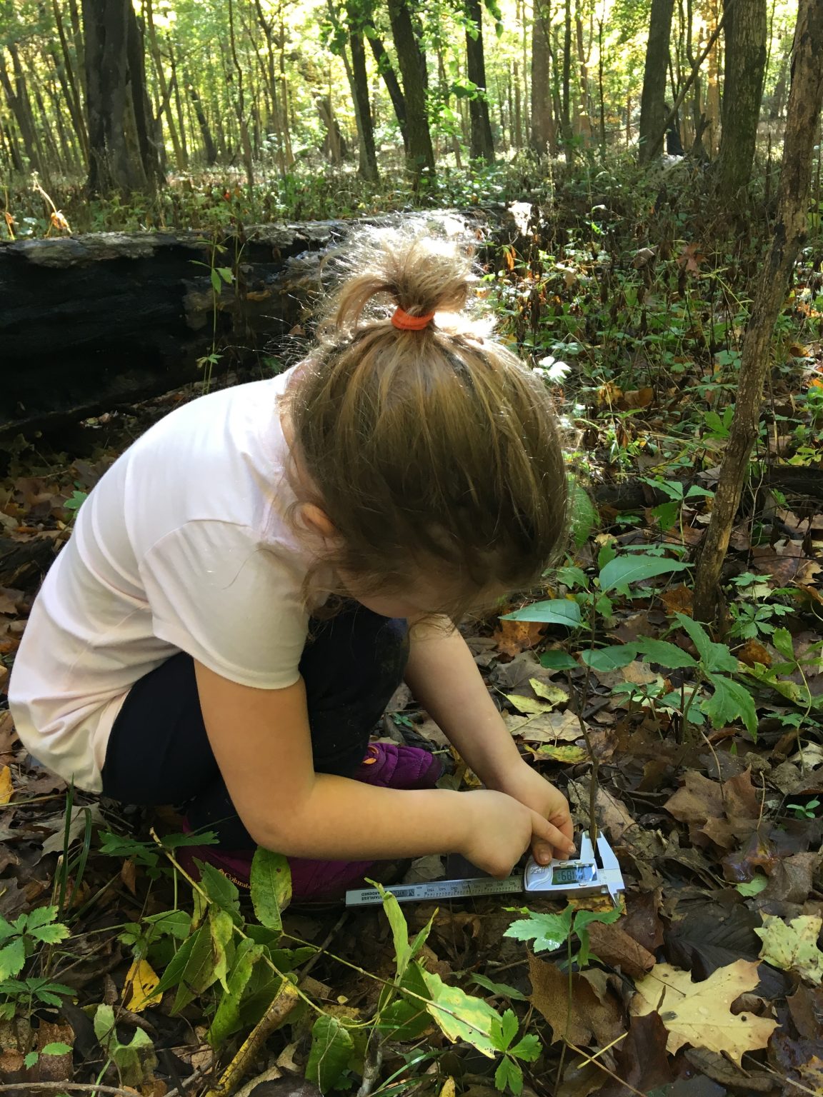 Objectives – Forest Fungi Project